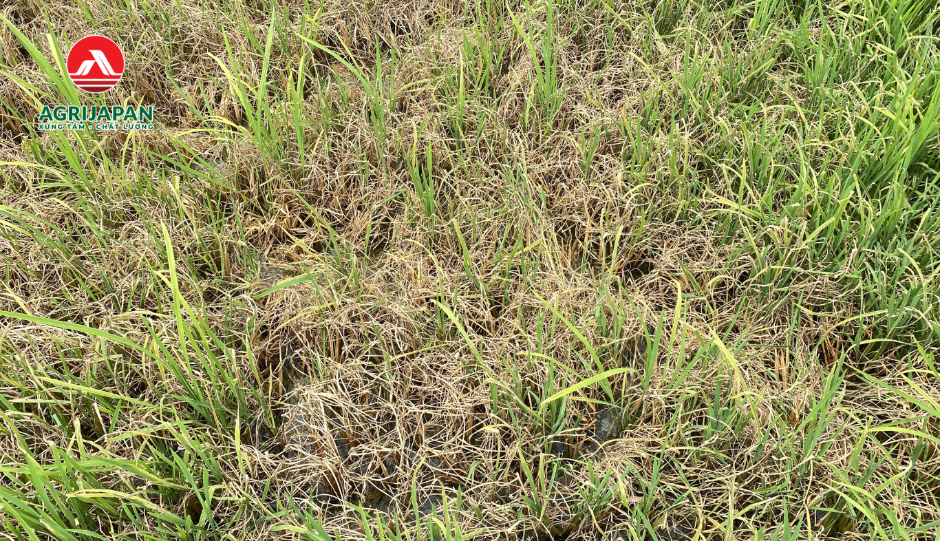 QUẢN LÝ ĐẠO ÔN SAU CỮ PHÂN ĐẺ NHÁNH TRÊN GIỐNG ĐÀI THƠM 8, O